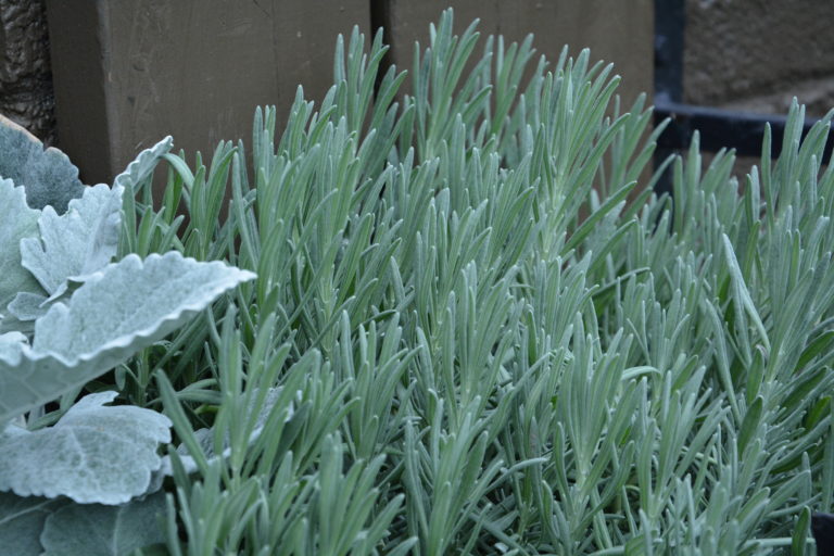 Garden Talk: Silver Lining - Around Dulwich