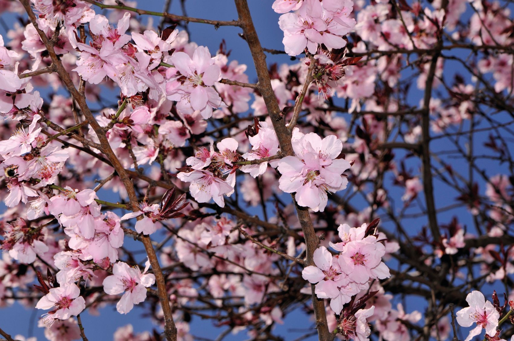 Garden Talk - In Praise Of Cherry Blossom - Around Dulwich